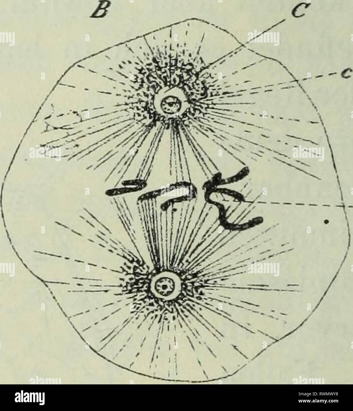 Elemente der wissenschaftlichen Botanik (1906 Stock Photo - Alamy