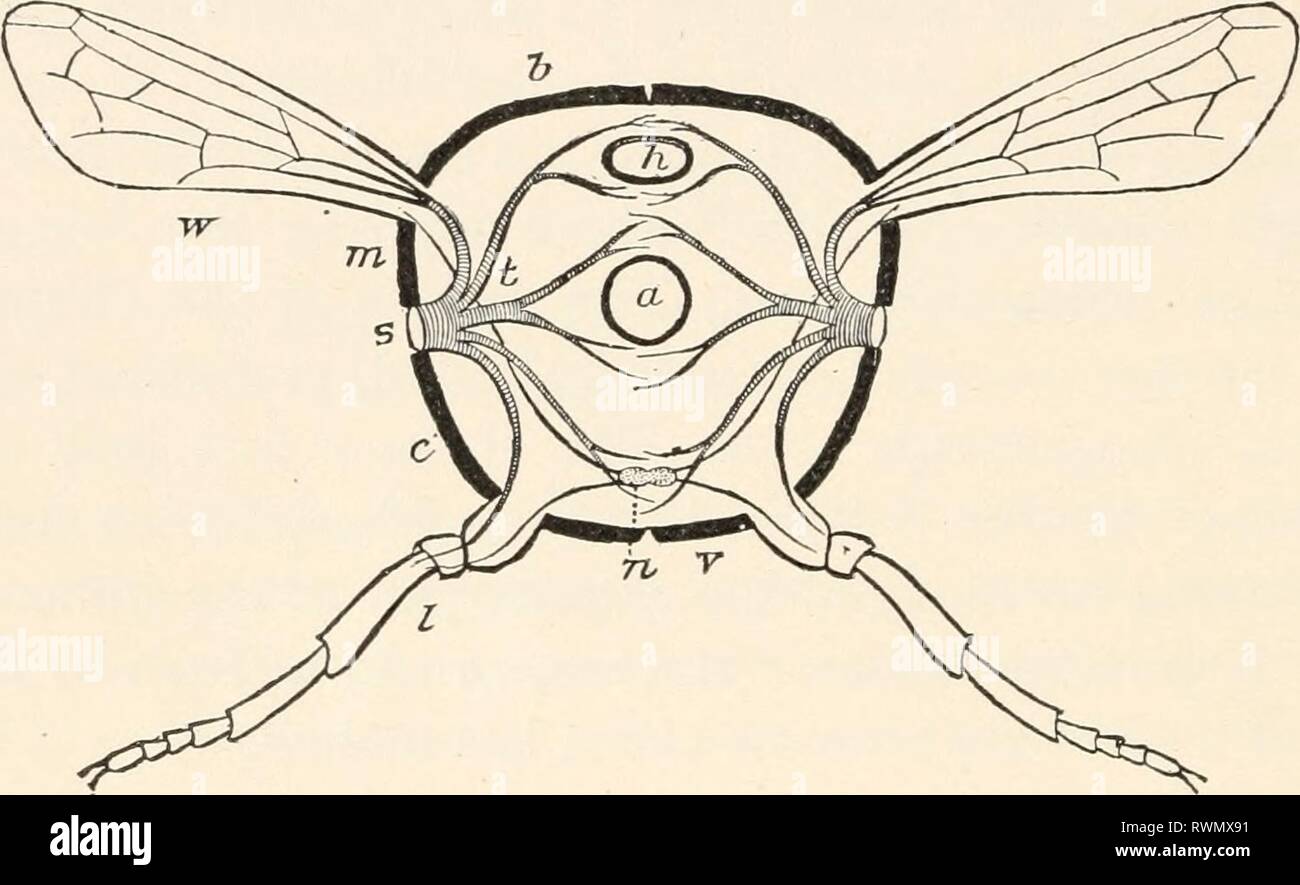 Elementary entomology ([c1912]) Elementary entomology ...