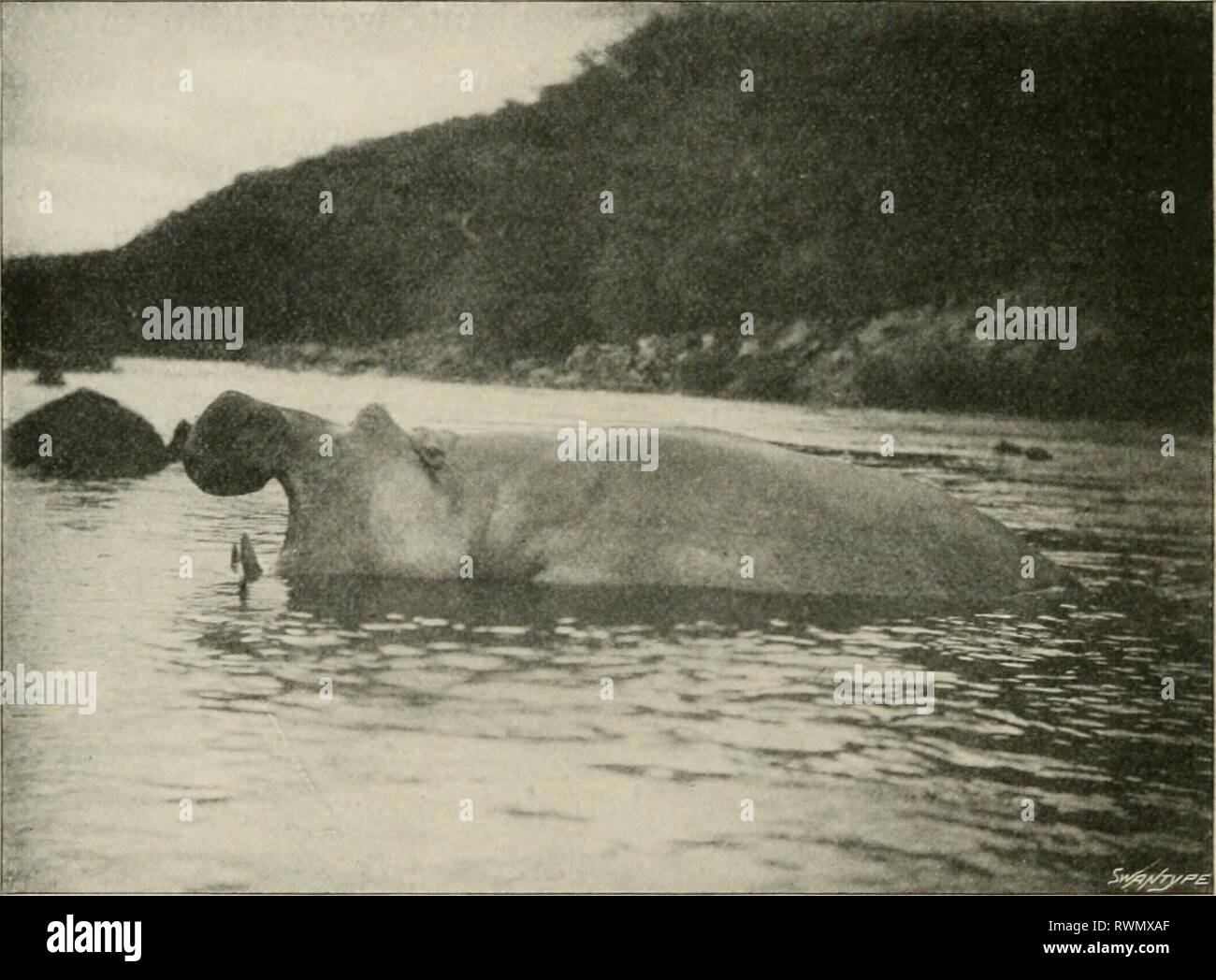 Elephant-hunting in east equatorial Africa; Elephant-hunting in east ...