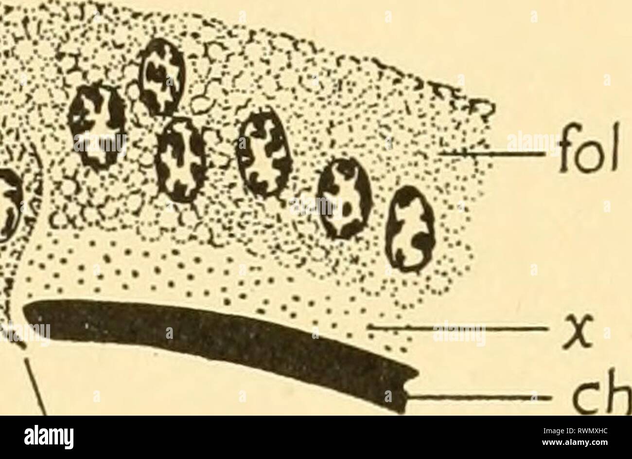 Embryology of insects and myriapods; Embryology of insects and ...