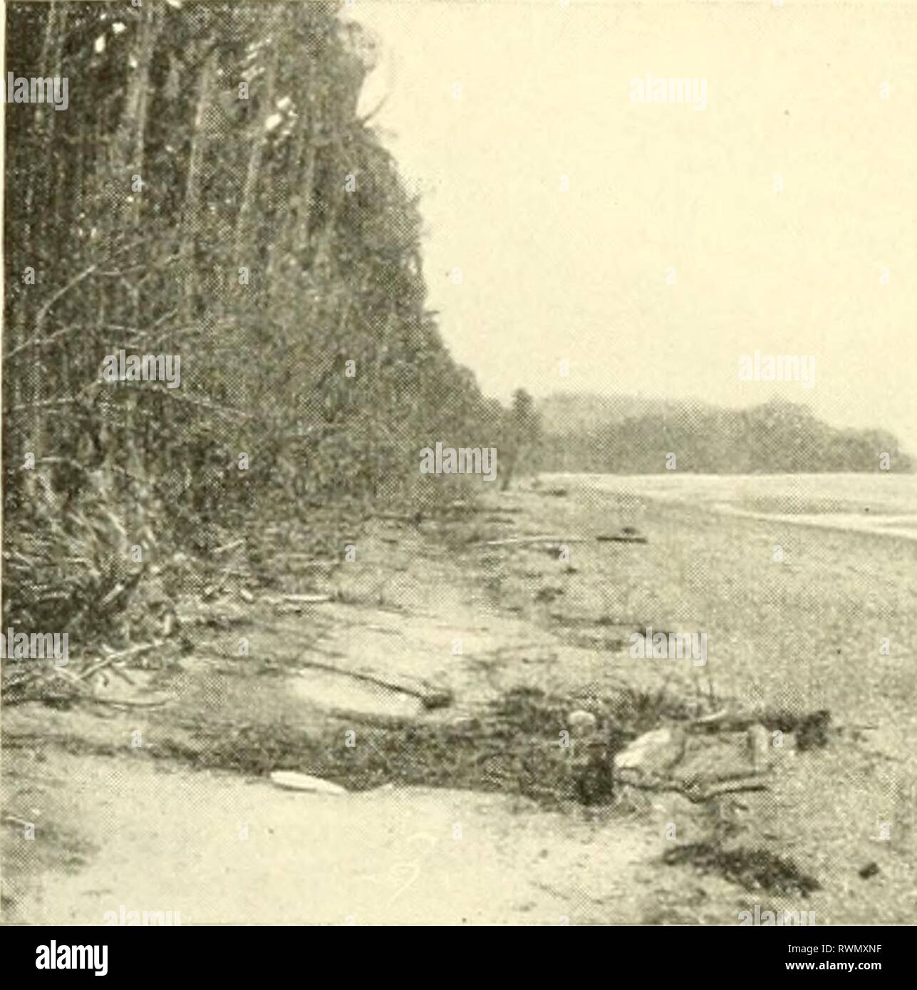 Elements of Philippine agriculture (1908 Stock Photo - Alamy