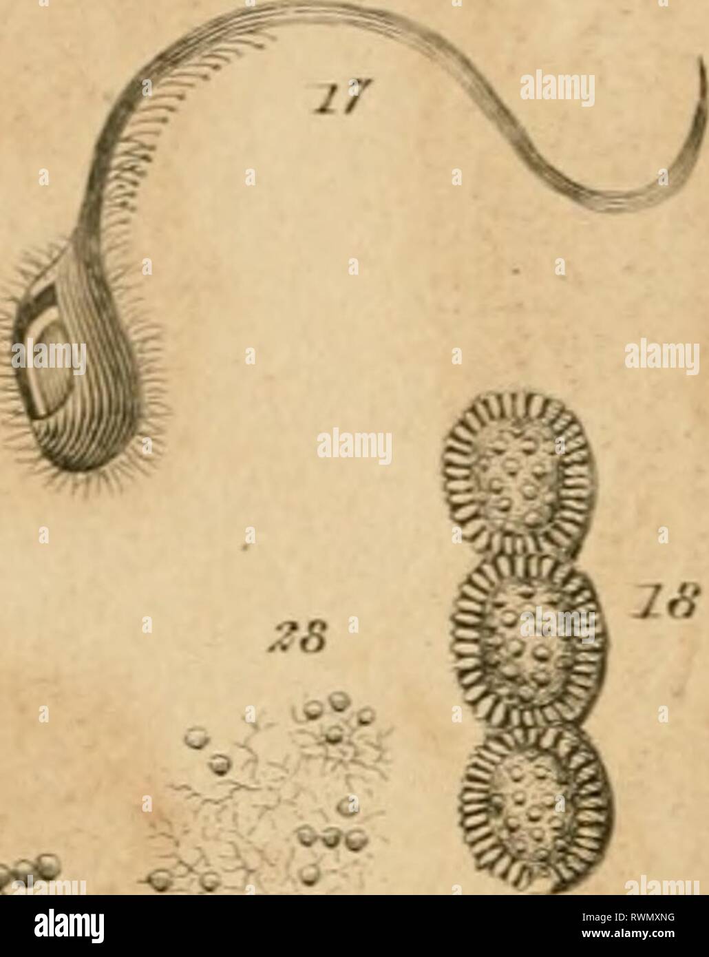 Elements of the philosophy of Stock Photo - Alamy