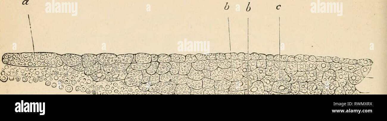 The elements of Embryology (1889) The elements of Embryology ...