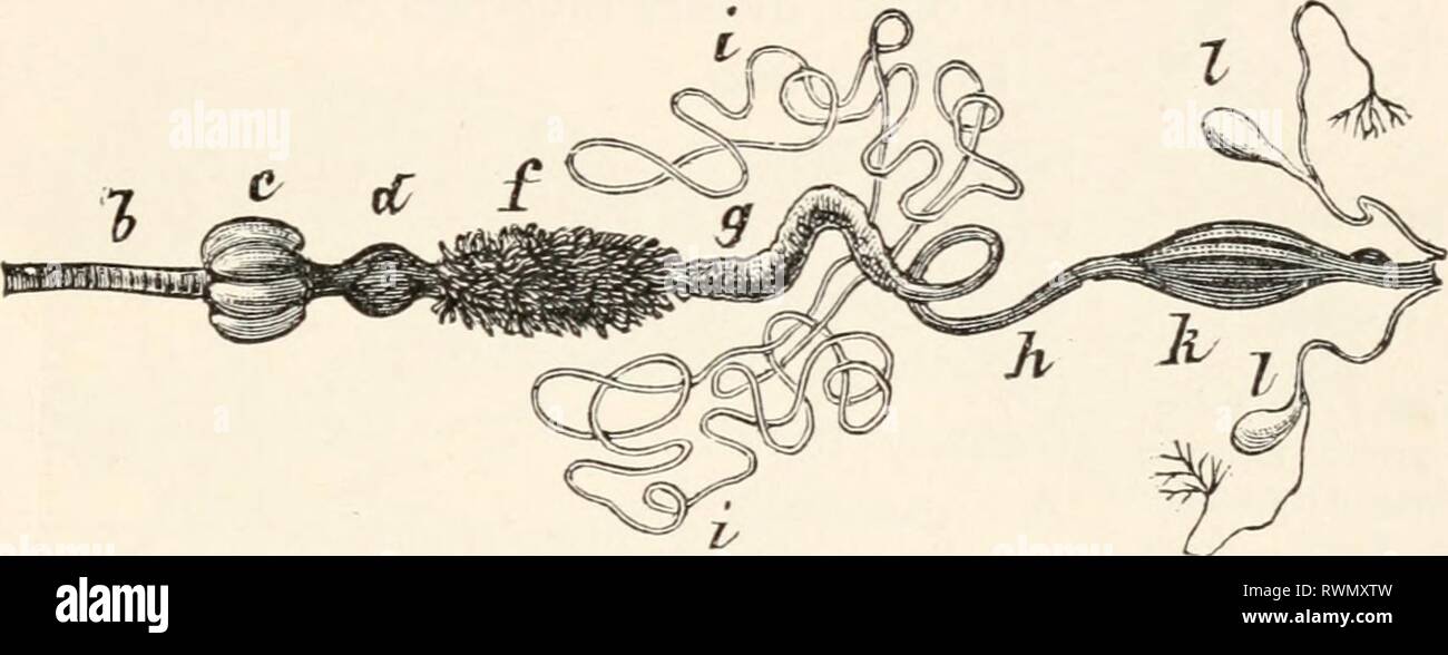 Elementary entomology ([c1912]) Elementary entomology ...