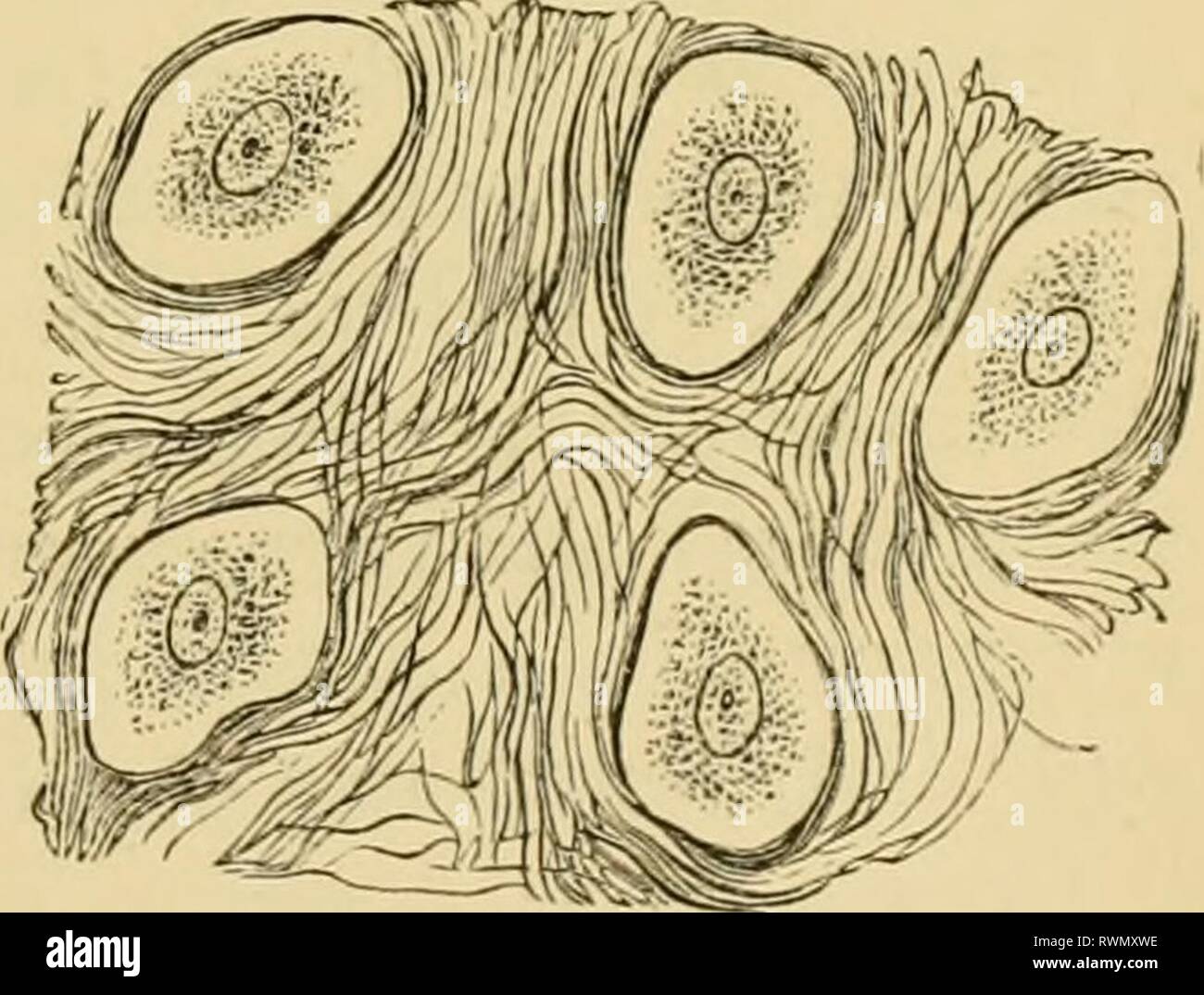 Hyaline Cartilage Drawing