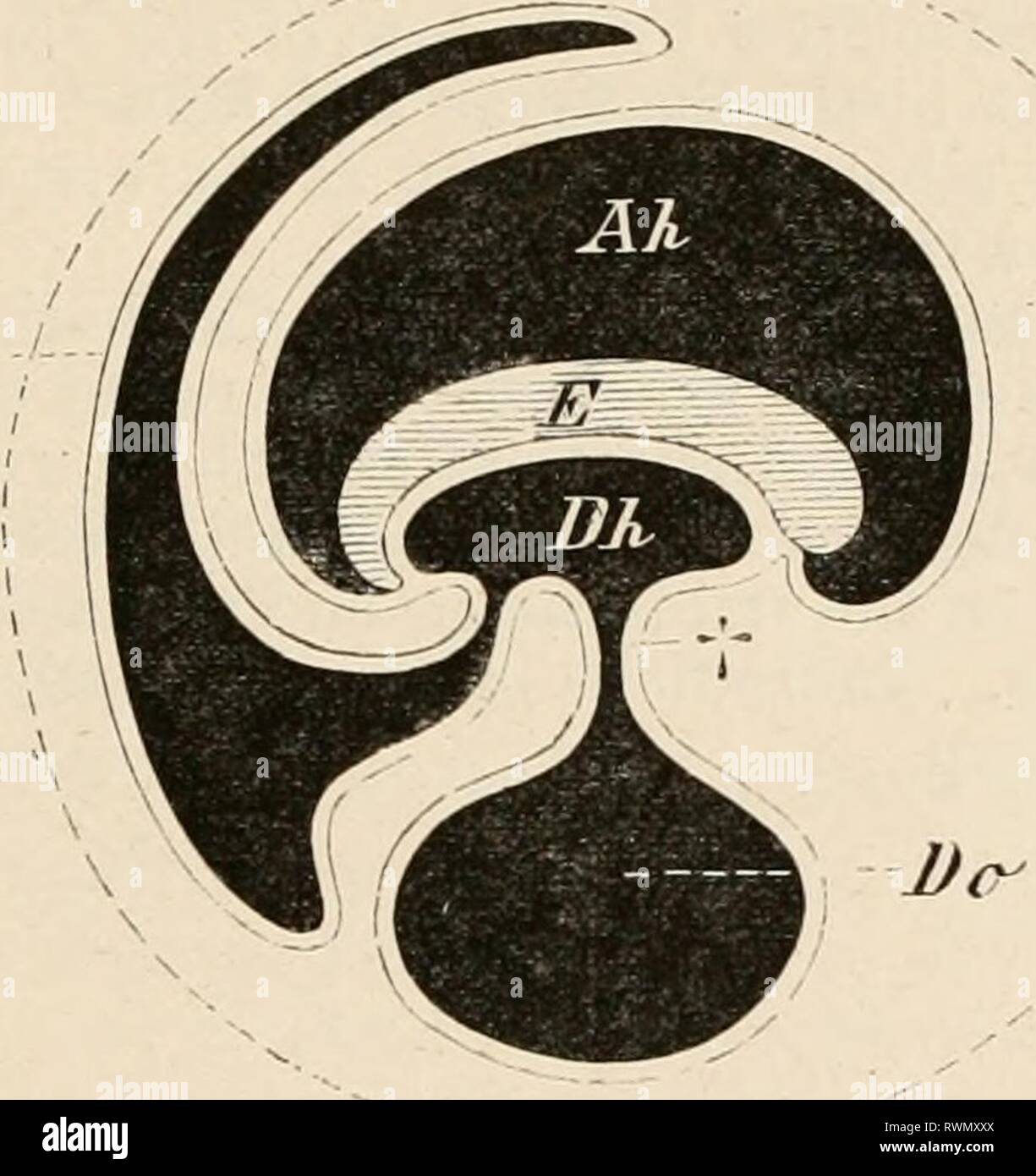 Elements of the comparative anatomy Stock Photo - Alamy
