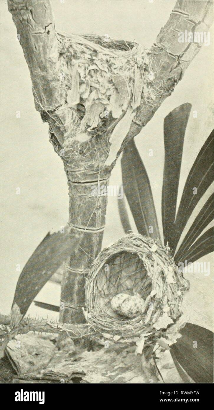 The Emu official organ Stock Photo - Alamy