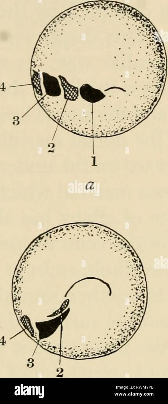 The elements of experimental embryology Stock Photo - Alamy