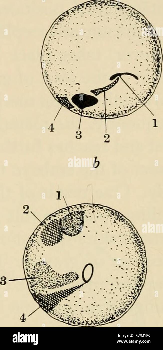 The elements of experimental embryology Stock Photo - Alamy
