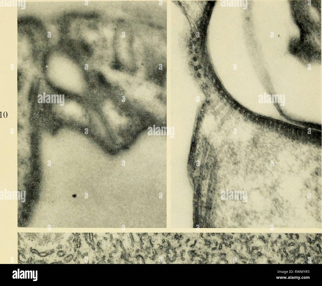 Electron-microscopic structure of protozoa (1963) Electron-microscopic ...
