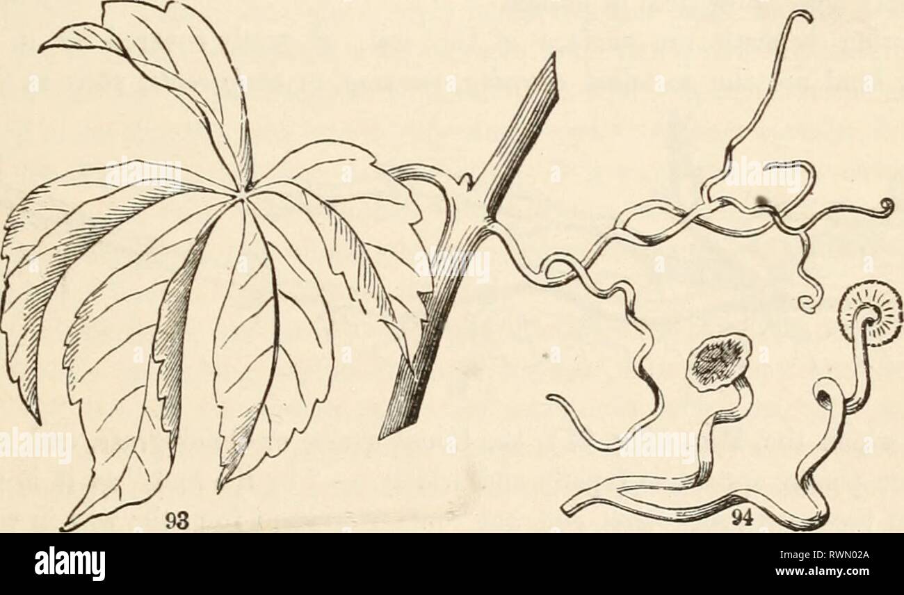 Axillary bud hi-res stock photography and images - Alamy