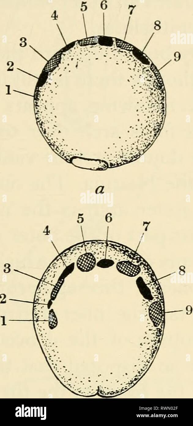 The elements of experimental embryology Stock Photo - Alamy