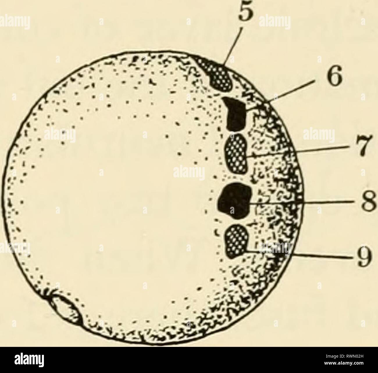 The elements of experimental embryology Stock Photo - Alamy