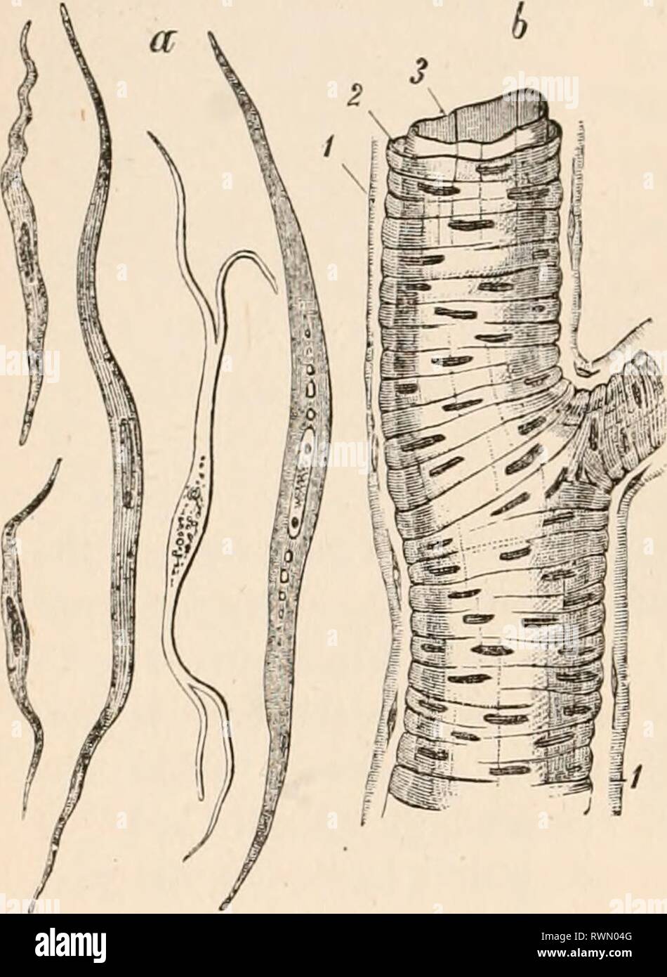 Striated muscles hi-res stock photography and images - Alamy