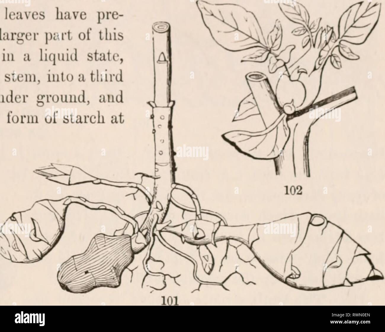 Pared bui hi-res stock photography and images - Alamy