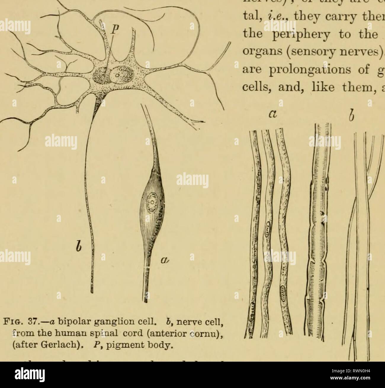 Secretory cells hi-res stock photography and images - Alamy