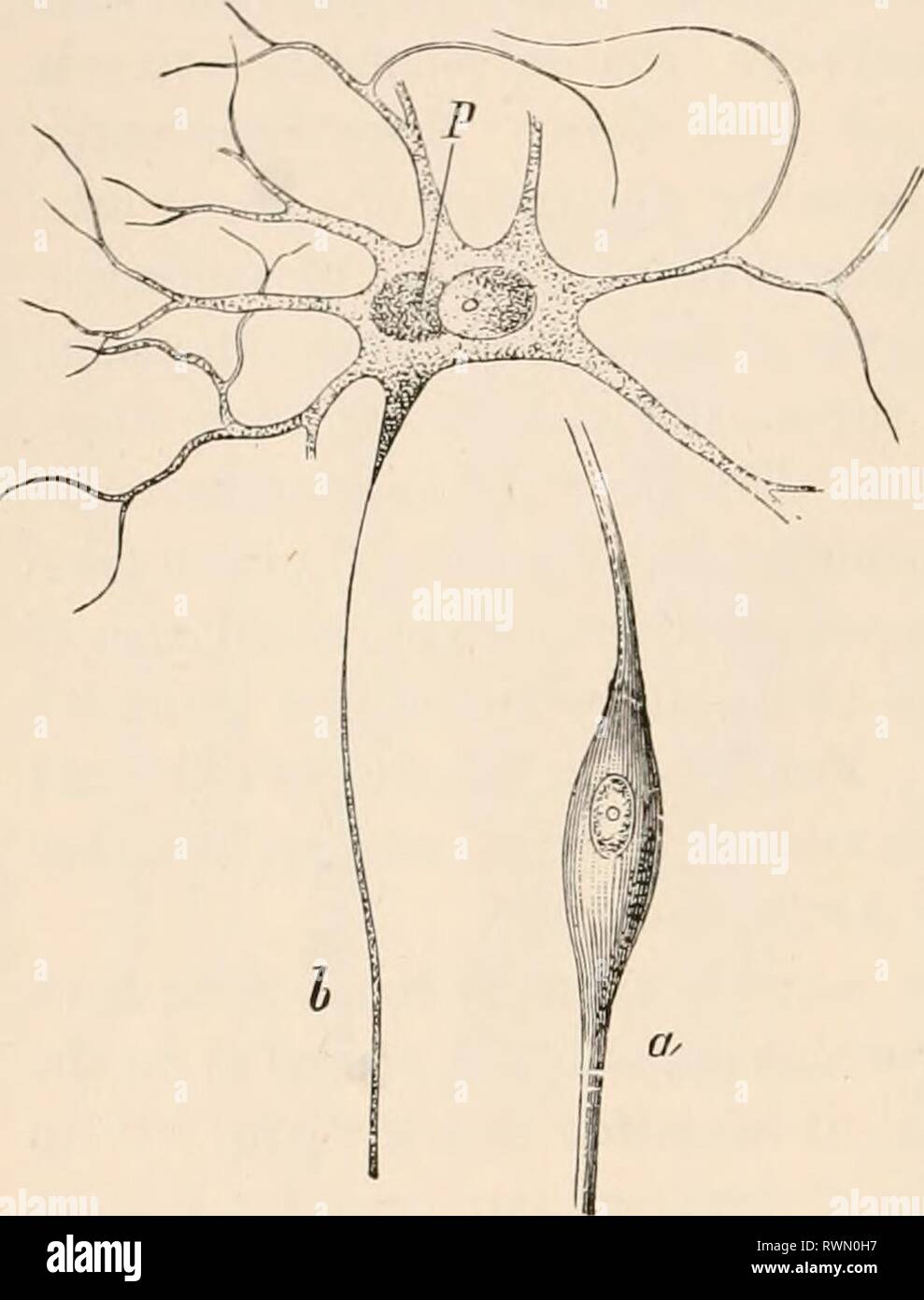 Secretory cells hi-res stock photography and images - Alamy