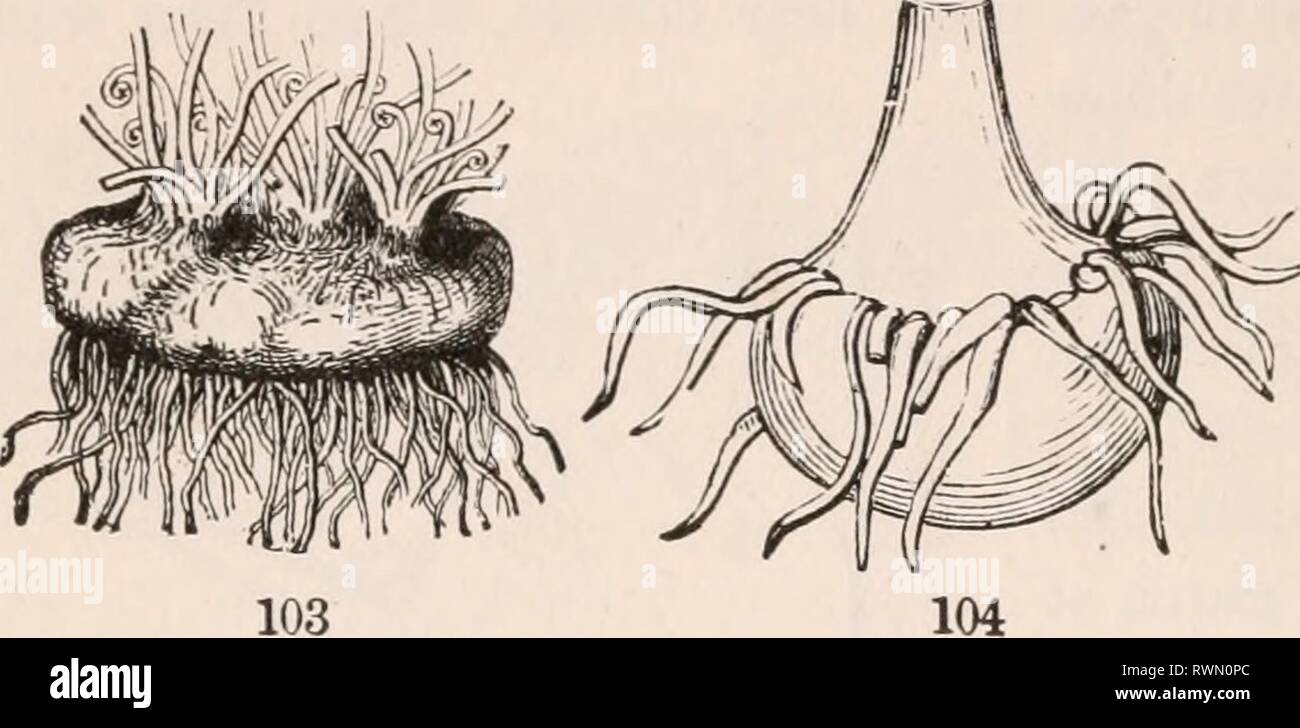 The elements of botany for The elements of botany for beginners and for ...