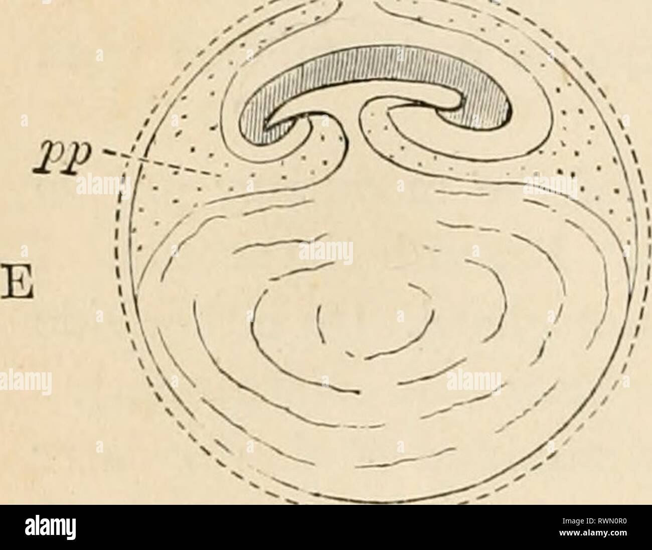 Amniotic cavity hi-res stock photography and images - Alamy