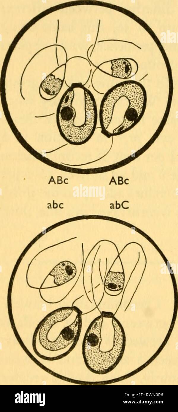 The elements of genetics (1950 Stock Photo - Alamy