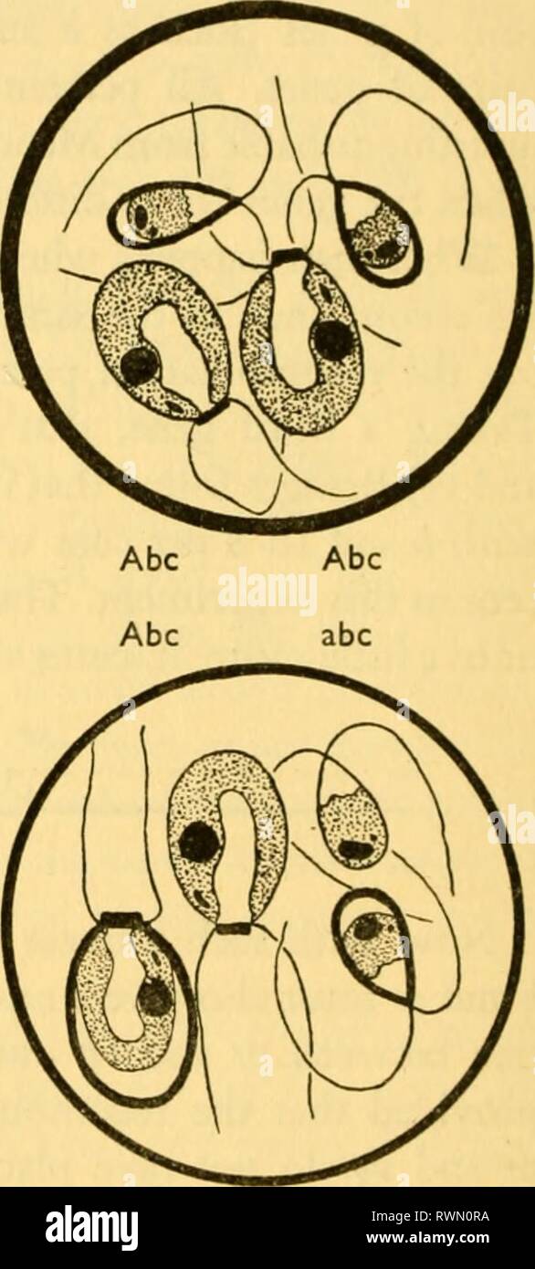 The elements of genetics (1950 Stock Photo - Alamy