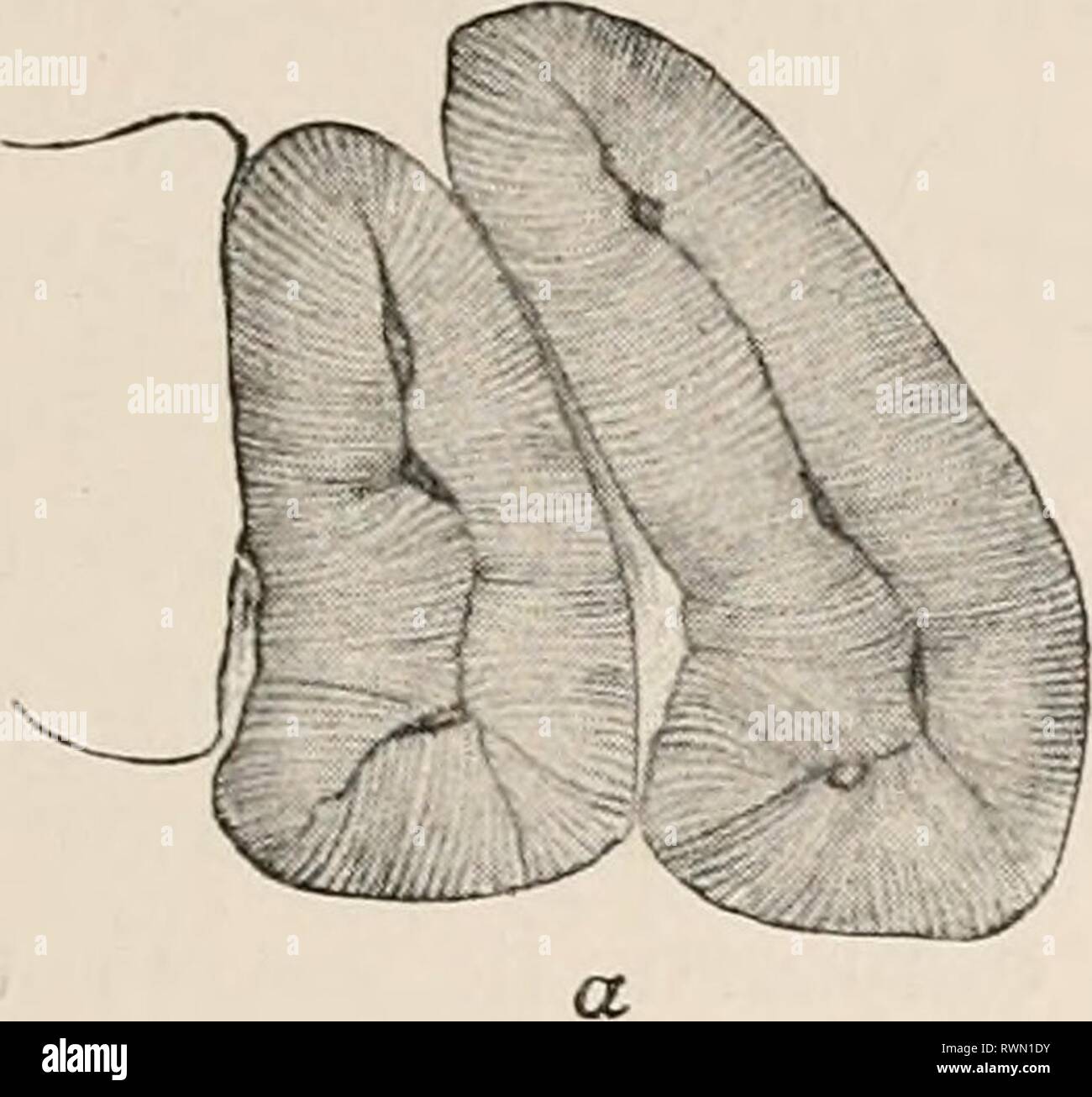 Slit like form hi-res stock photography and images - Alamy