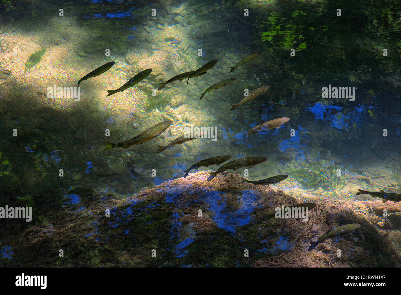 Brown trout (Salmo trutta) in a limpid pool at the top of the ...