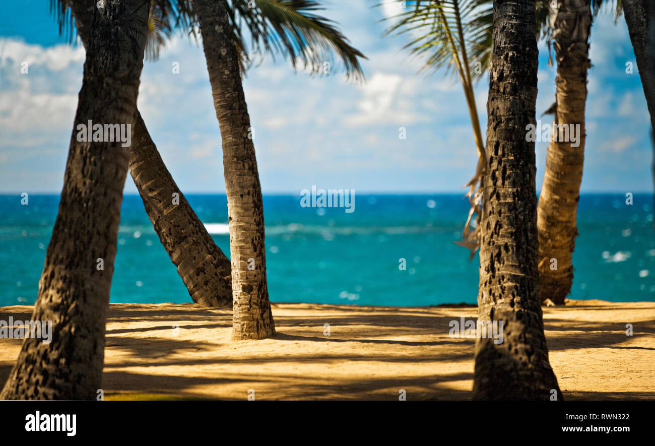 Empty tropical beach palm trees hi-res stock photography and images - Alamy