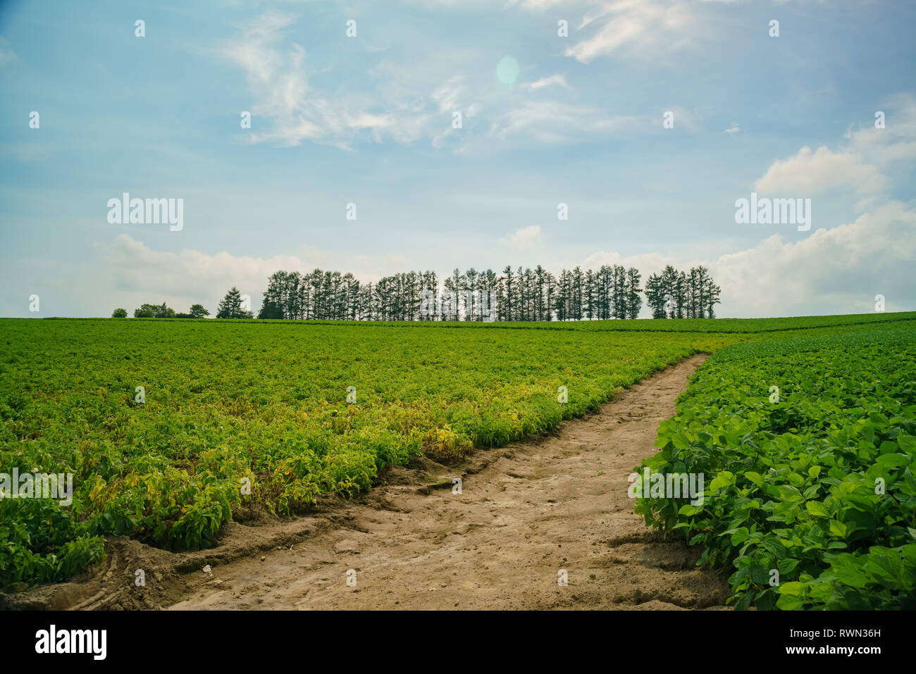 The famous Mild Seven no Oka at Hokkaido, Japan Stock Photo - Alamy