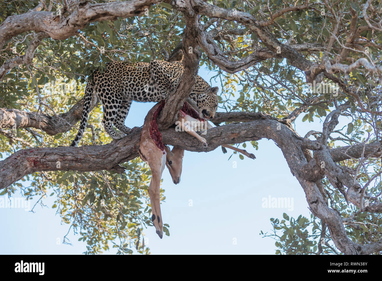 Female leopard on a tree hi-res stock photography and images - Alamy