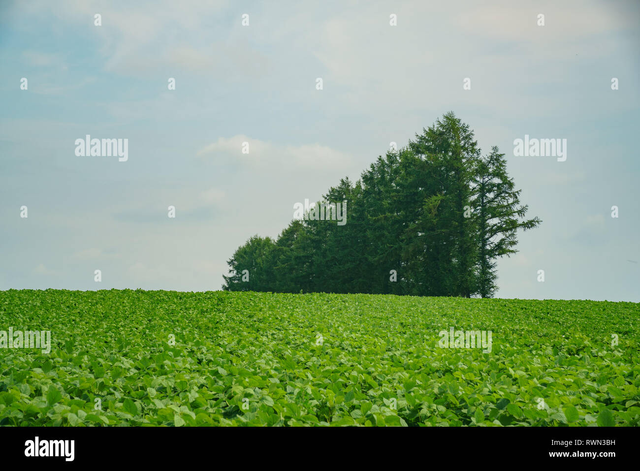 The famous Mild Seven no Oka at Hokkaido, Japan Stock Photo - Alamy