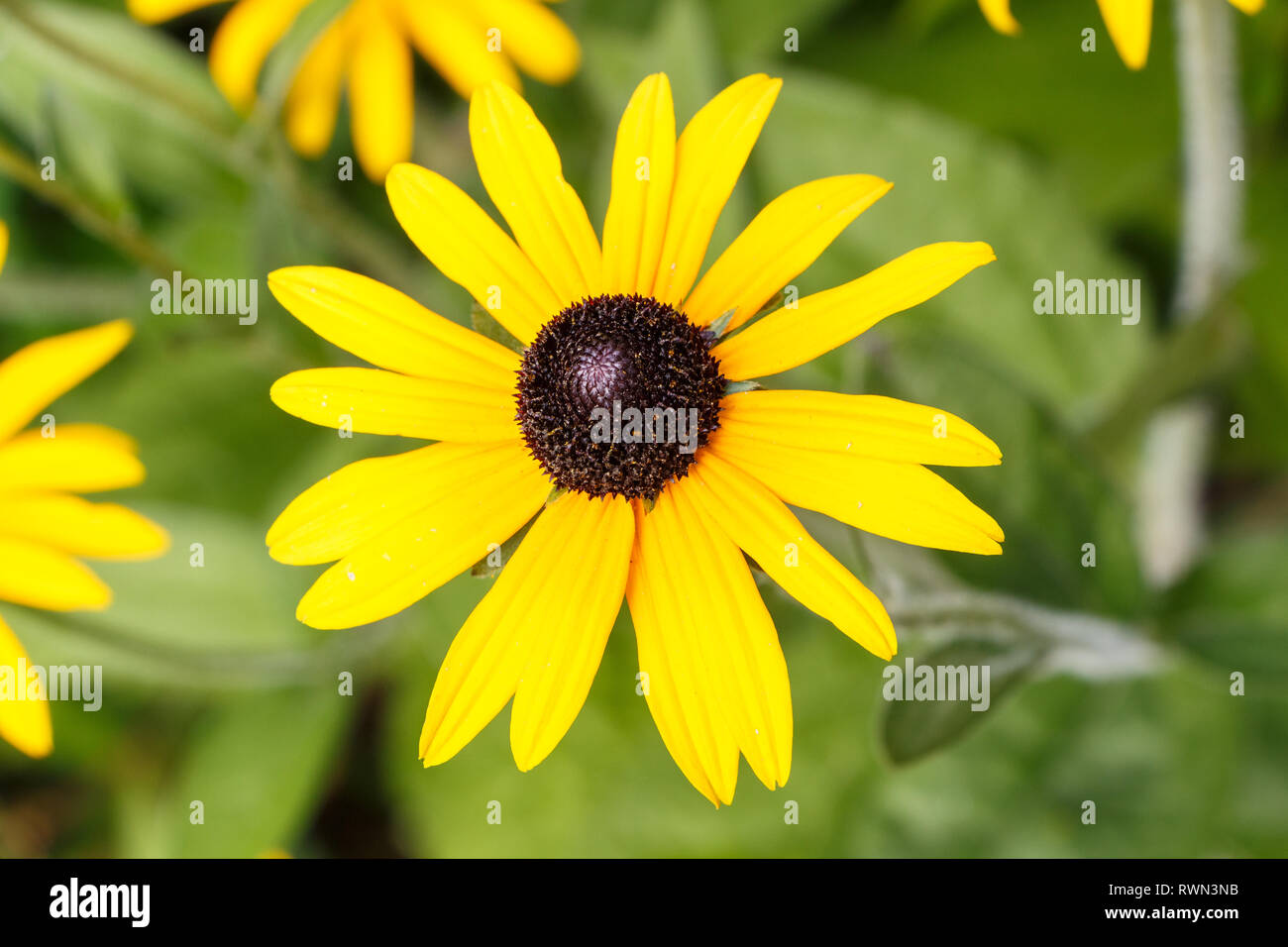 Yellow Rudbeckia flower in a garden during summer Stock Photo - Alamy