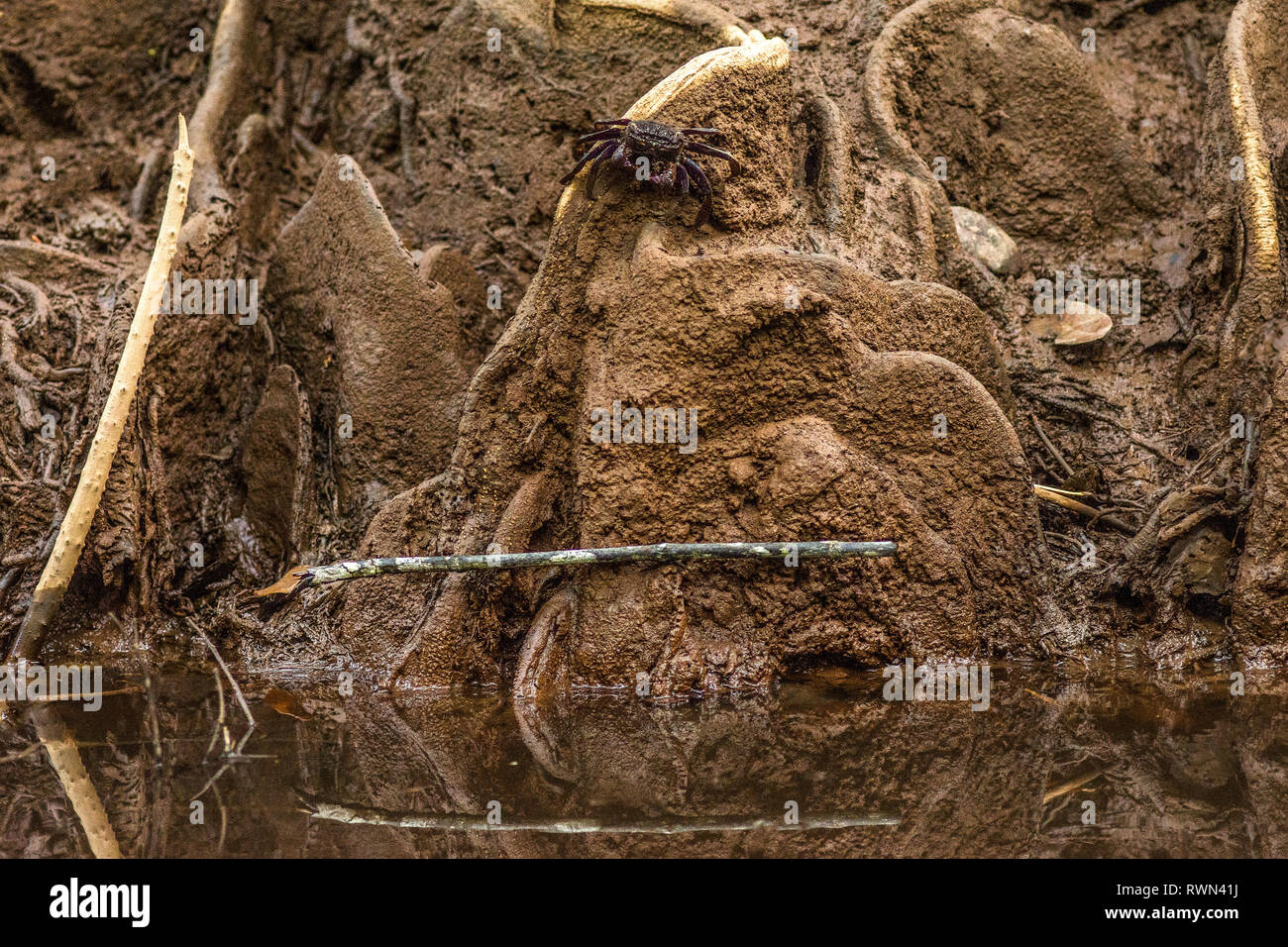 A Aratus pisonii , Mangrove tree crab on muddy tree root mangrove river ...