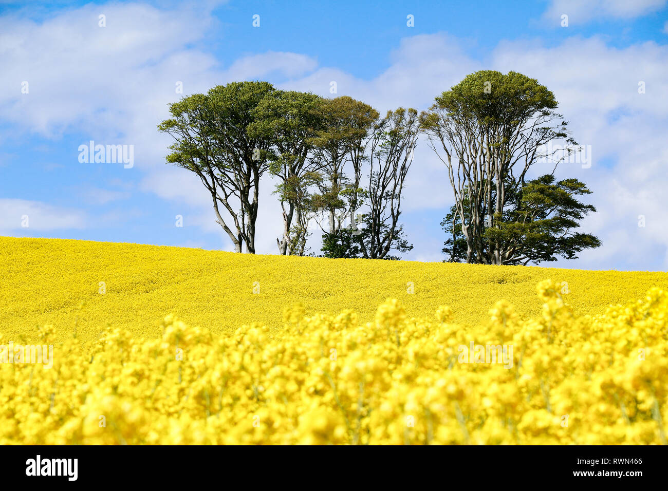 Small clump of trees in field of bright yellow flowers of Rapeseed ...