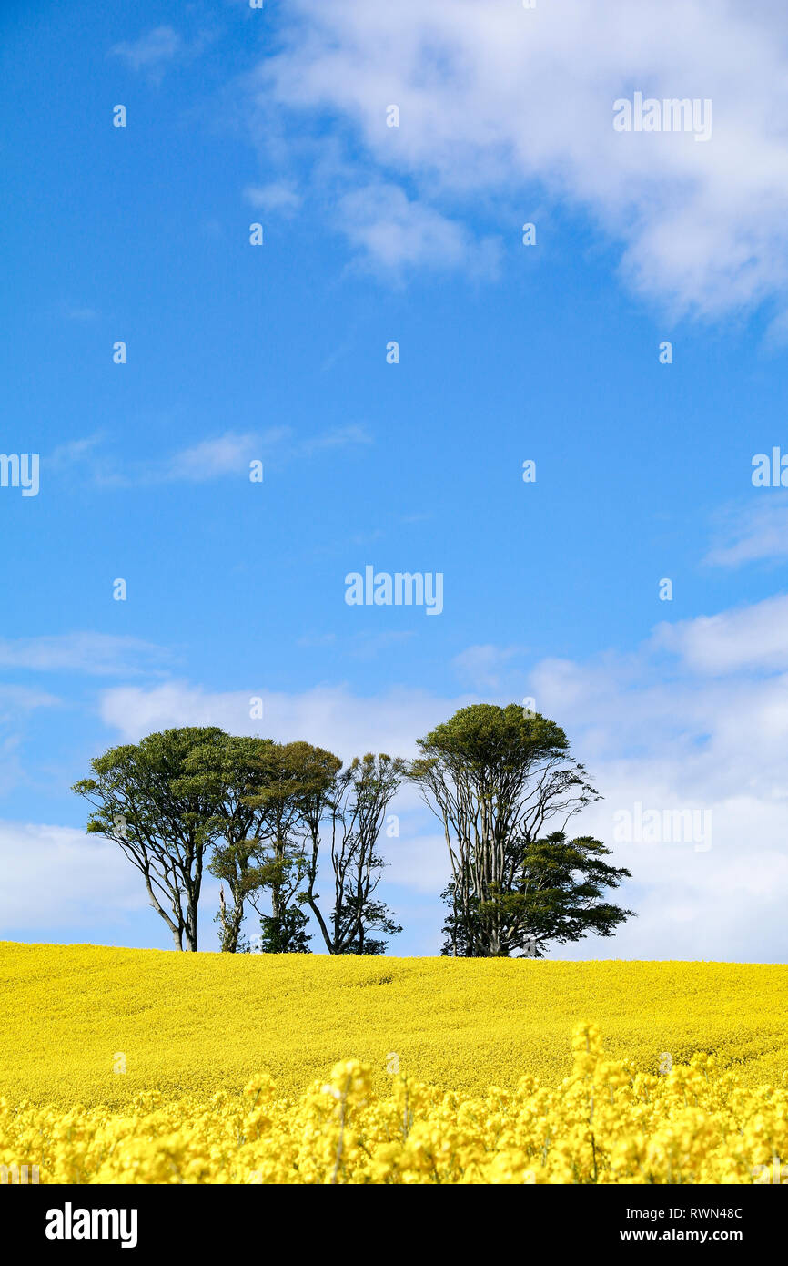 Small clump of trees in field of bright yellow flowers of Rapeseed ...