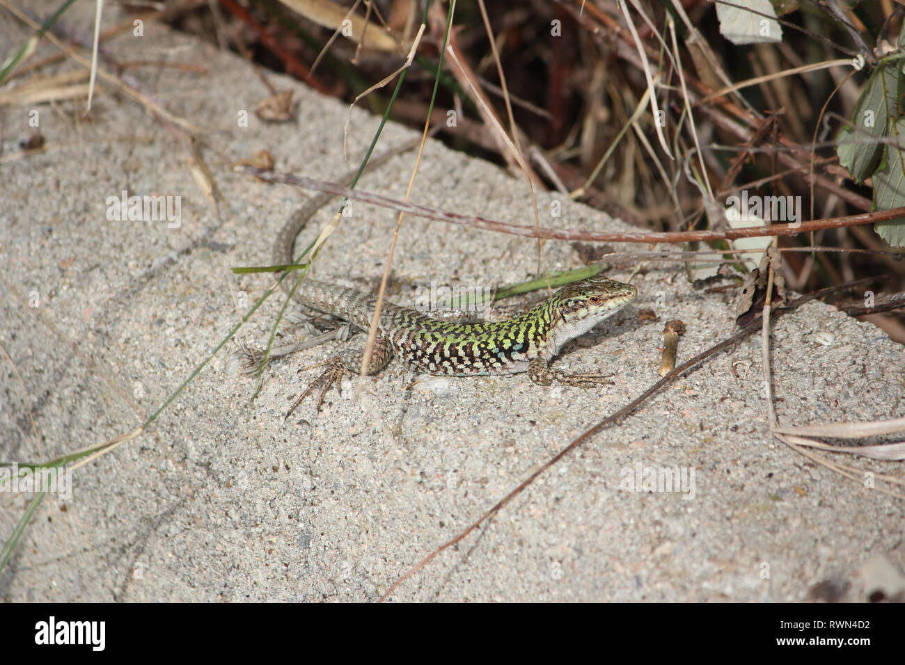 Italian Wall Lizard (Podarcis sicula) at Orosei, Sardegna, Italy Stock ...