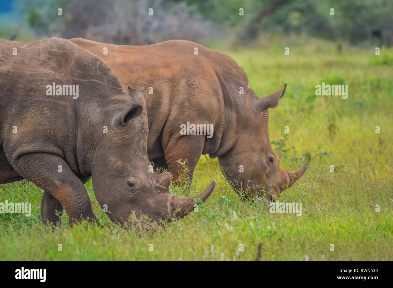 A cute male bull white Rhino in Kruger National Park Stock Photo - Alamy