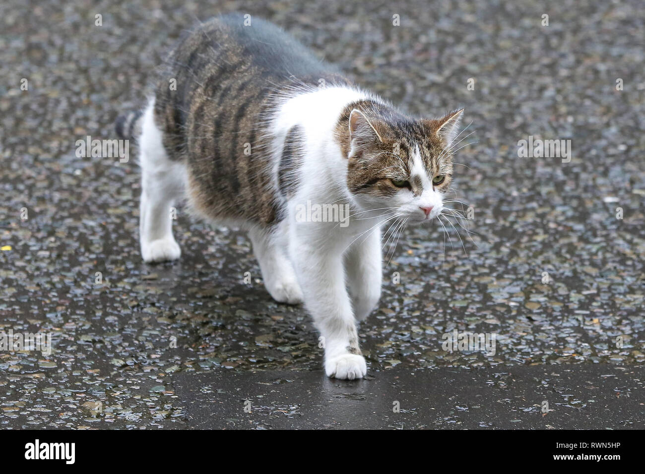 Larry, the 10 Downing Street cat and Chief Mouser to the Cabinet Office ...