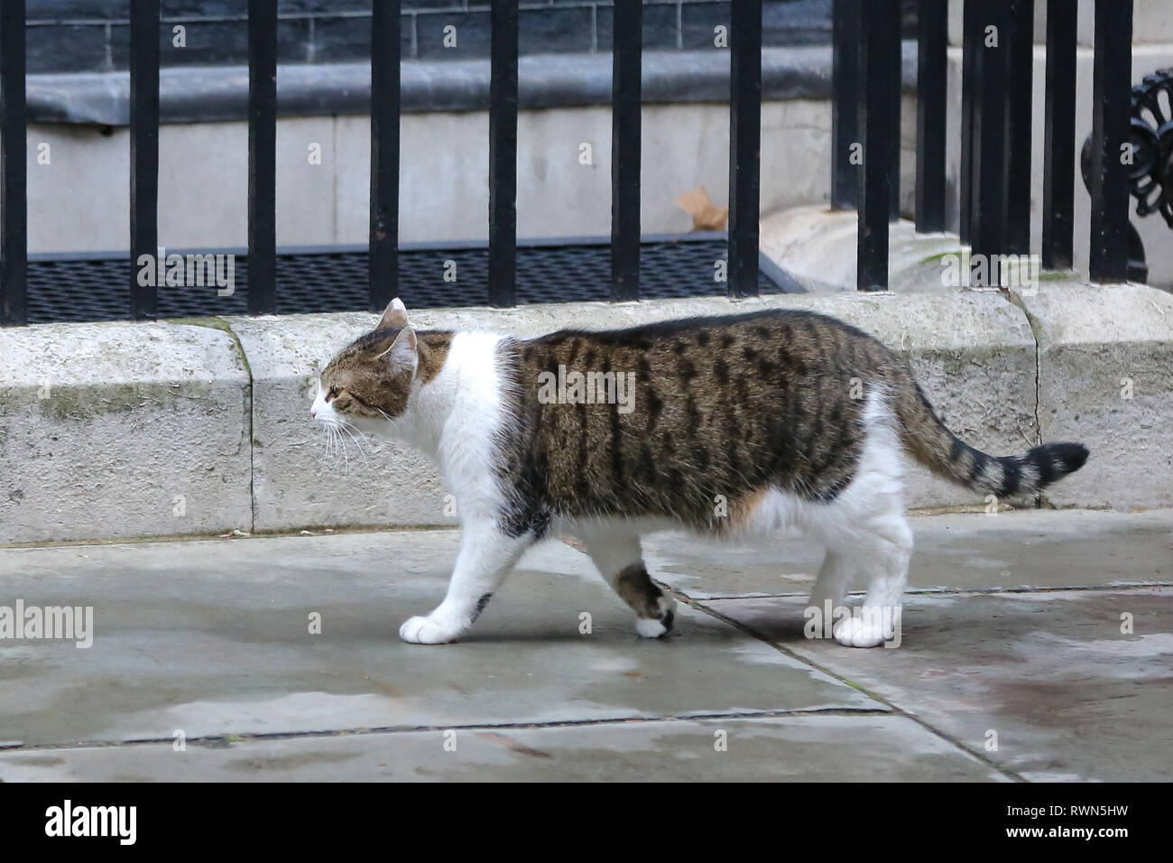 Larry, the 10 Downing Street cat and Chief Mouser to the Cabinet Office ...