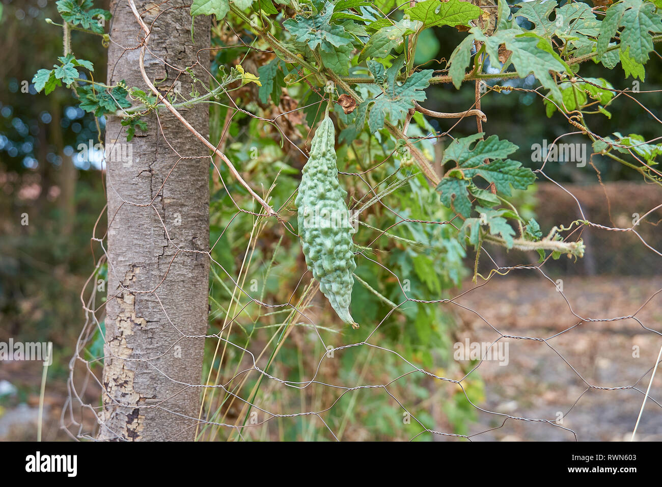 Balsam Apple High Resolution Stock Photography and Images - Alamy