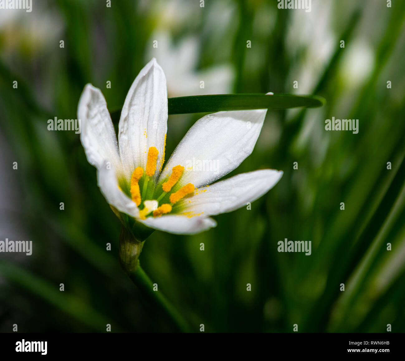 decorative white flower rain lily Zephyranthes grandiflora on blurred ...