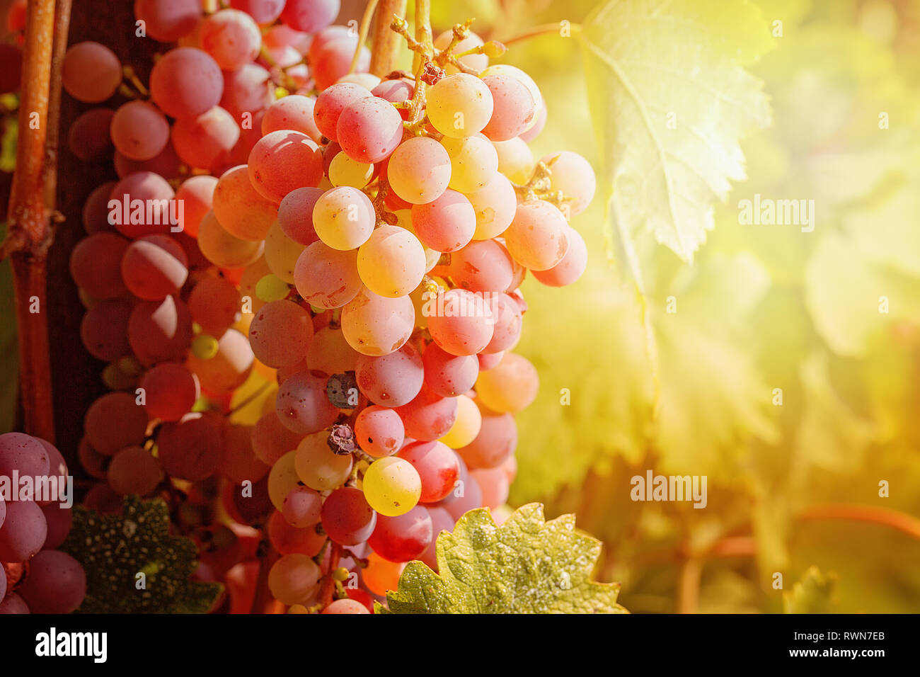 Grapes against sunset light hi-res stock photography and images - Alamy