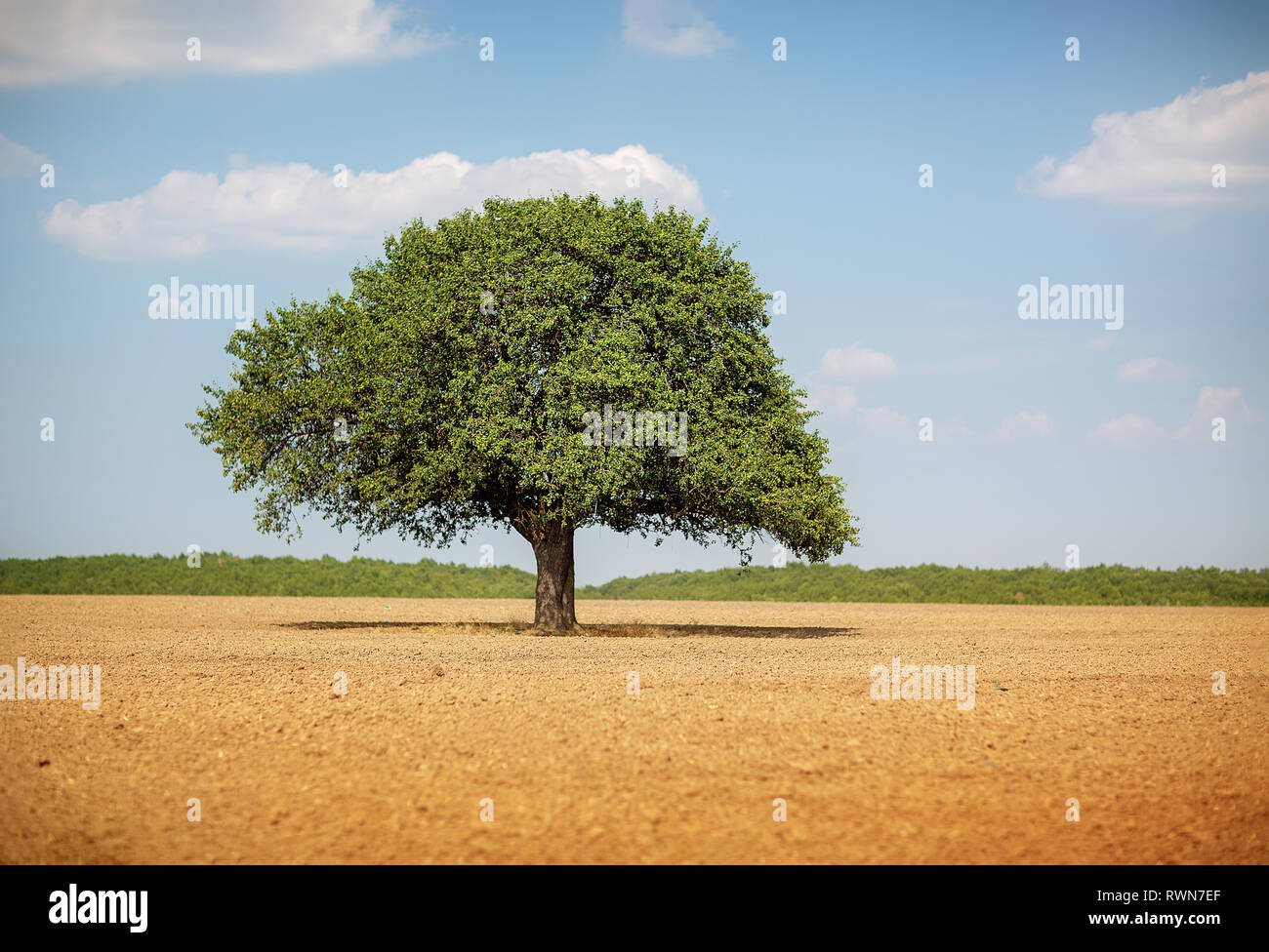 Lone tree branch stands hi-res stock photography and images - Alamy