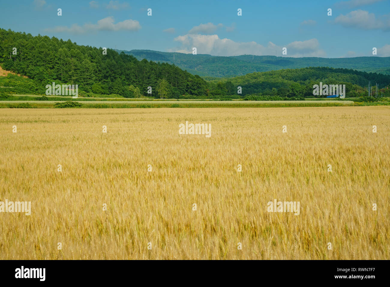 Wheat farm swinging with the wind at Hokkaido, Japan Stock Photo - Alamy