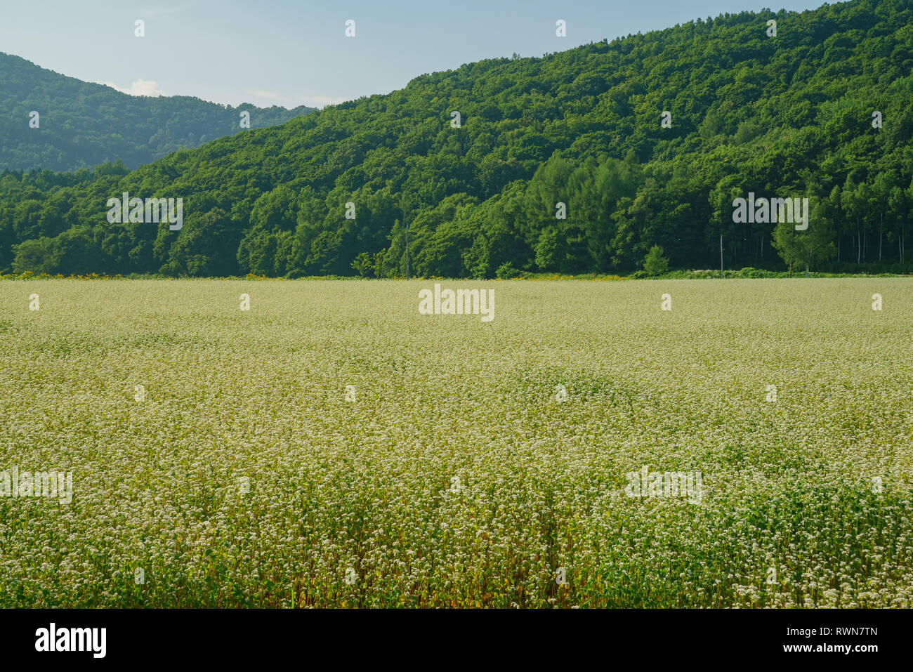 Large field of potato flower blossom at Hokkaido, Japan Stock Photo - Alamy