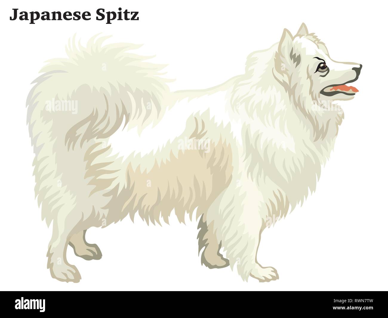 Japanese spitz dog Stock Vector Images - Alamy