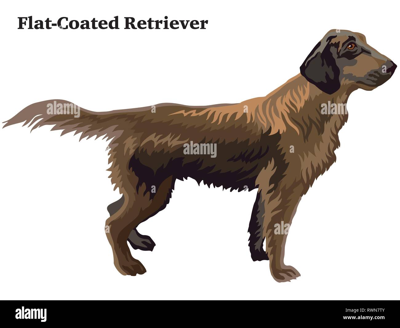 Decorative outline portrait of standing in profile dog Flat-Coated ...