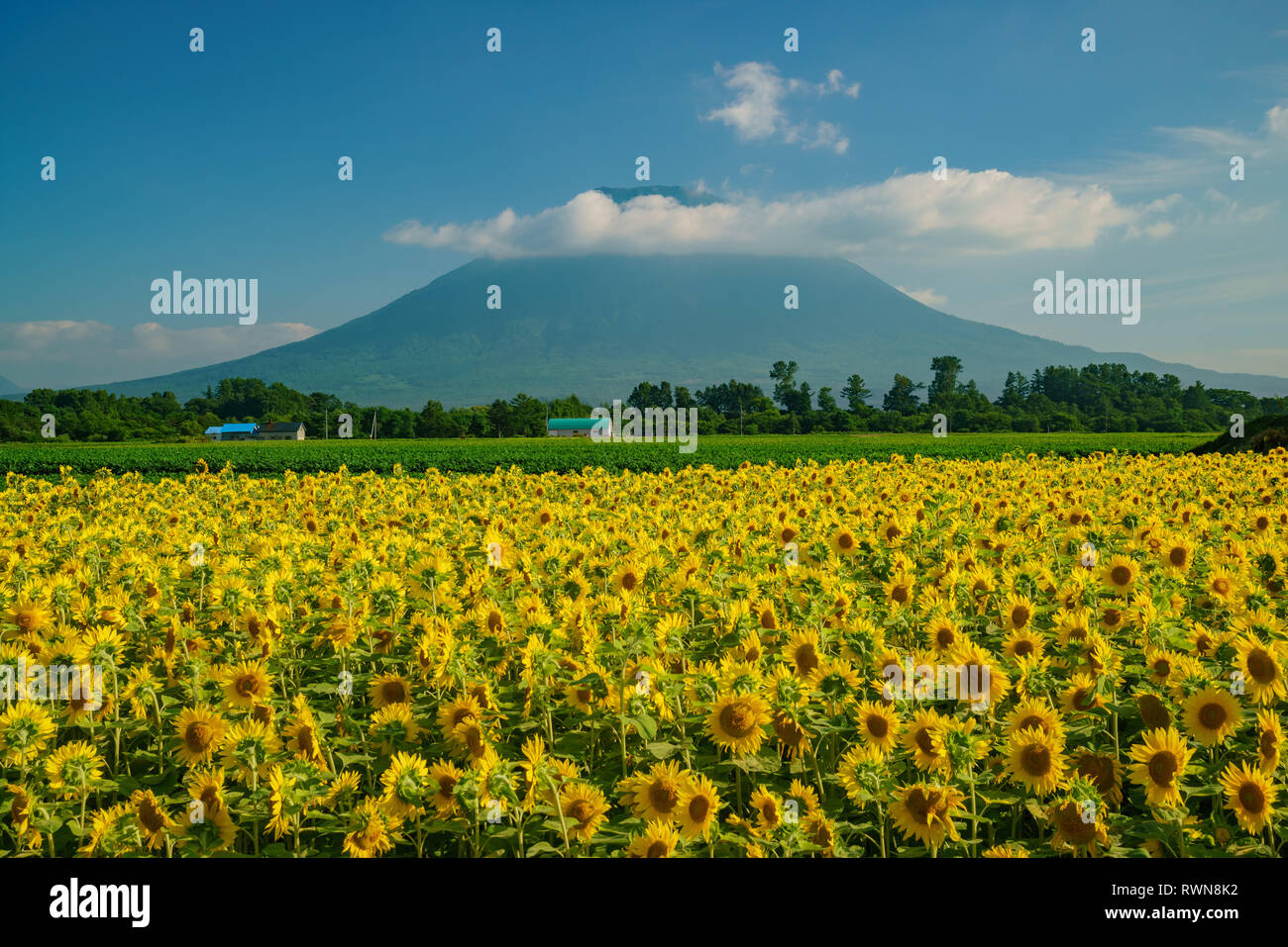Mount sunflower hi-res stock photography and images - Alamy