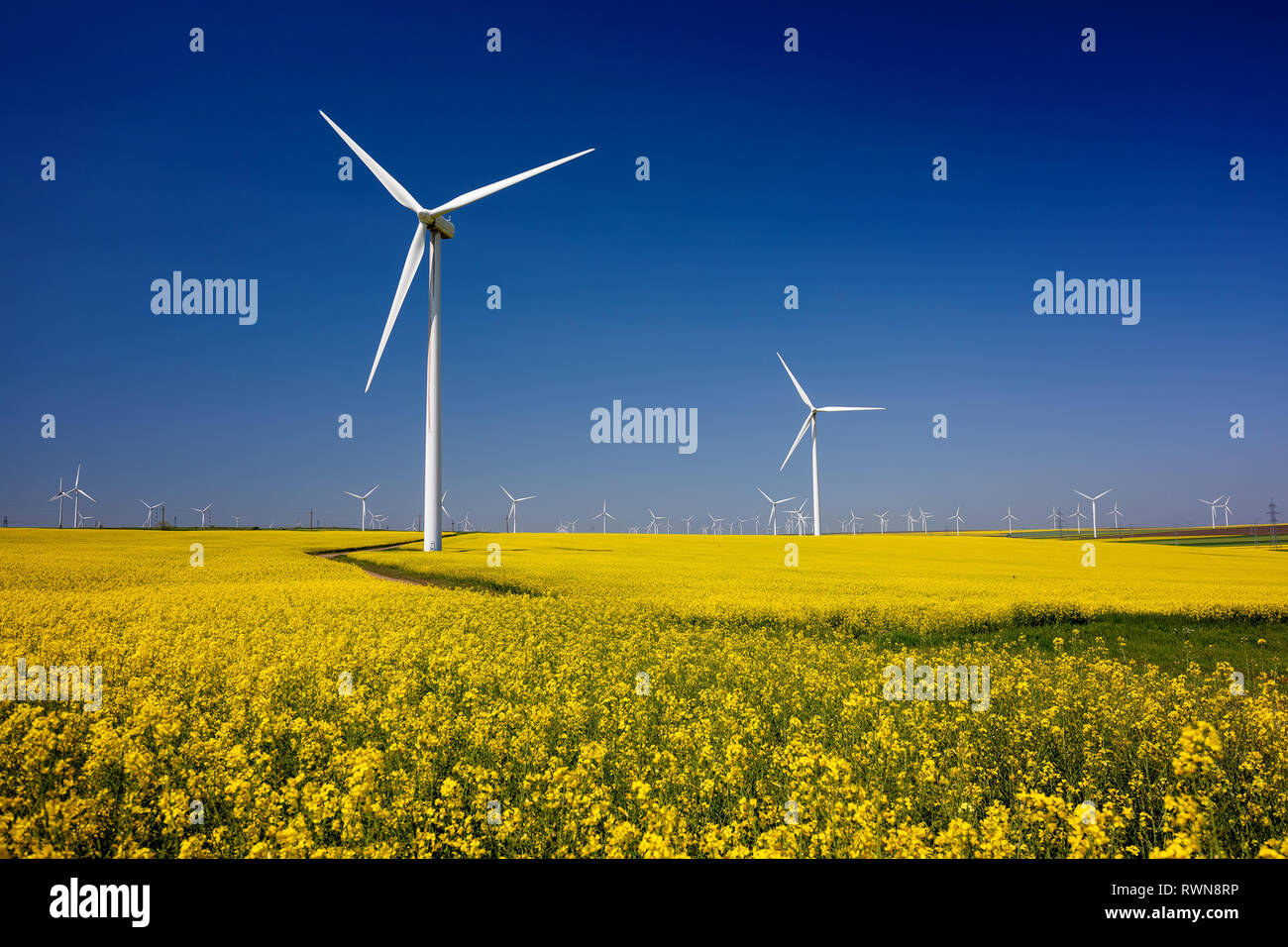 Wind turbines. Fields with windmills. Rapeseed field in bloom ...