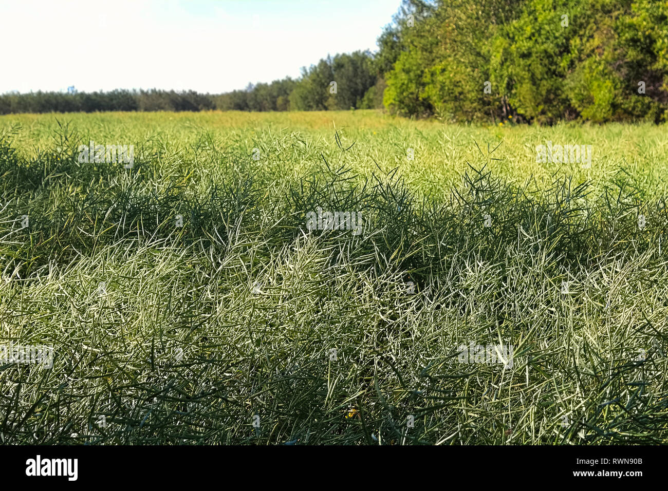 A green field of rapeseed plants with trees Stock Photo - Alamy